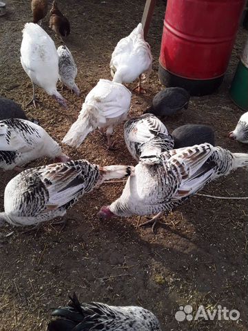Индюки и петушки
