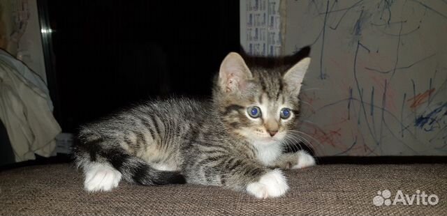 Котята, отдам котёнка, котёнок, кот