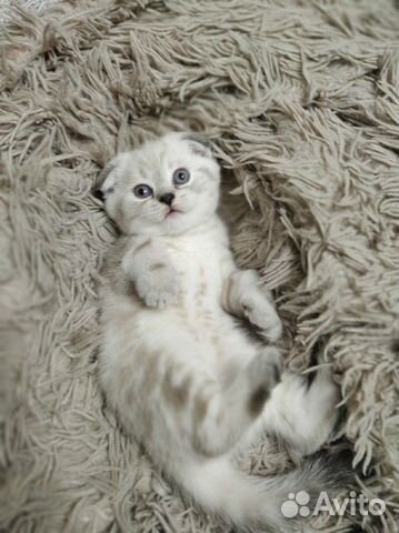 Сладкий Шотландский мальчик