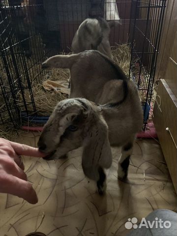 Коза нубийская