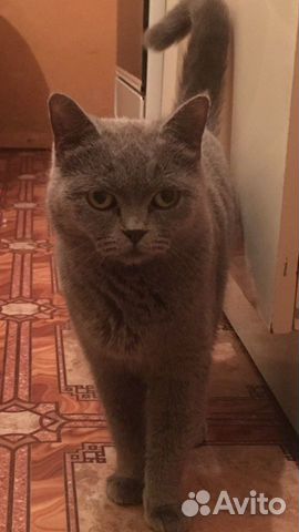 Отдали Британскую кошку