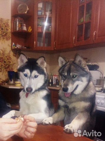 Сибирский хаски