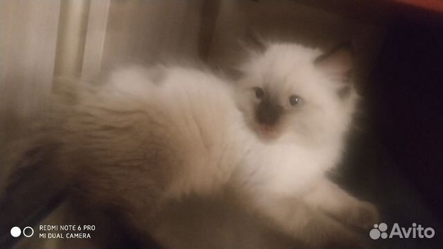 Тайские котята