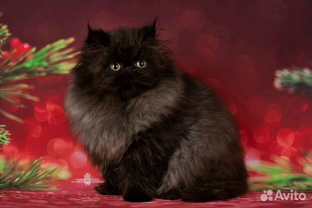 Персидская