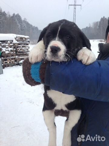 Щенки Алабая сао