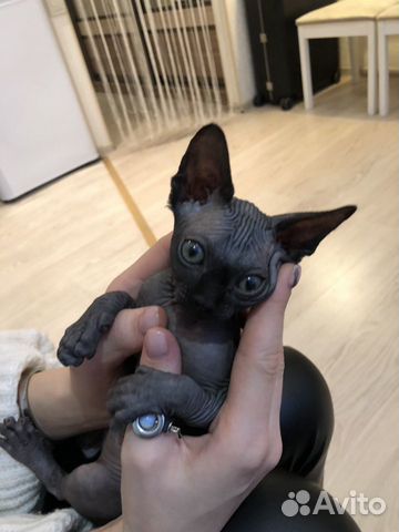 Канадский сфинкс