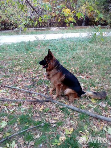 Кобель немецкой овчарки на вязку