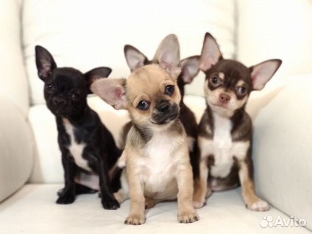 Щенки чихуахуа