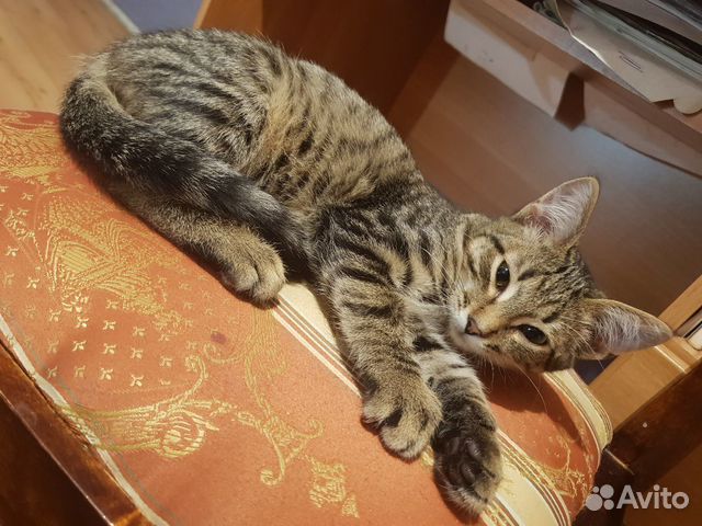 Полосатый котик