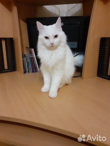 Белоснежный мальчишечка-в ответственную семью