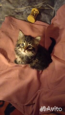 Котенка мальчика сибиряк (метис) 1,5 мес