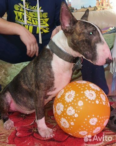 Шикарная,крупная,тигровая девочка стандартного бул