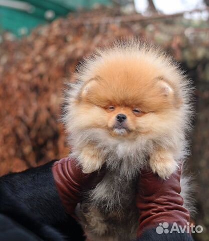 Супер девочка-помераночка