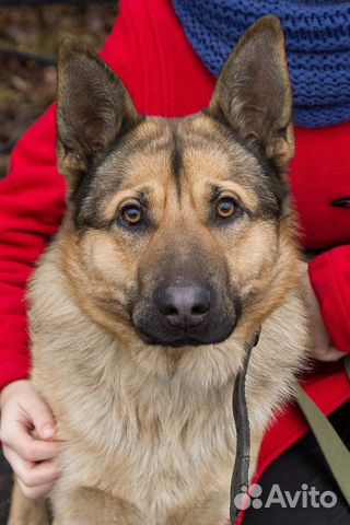 Барон. Красивый умный пёс. Бесплатно