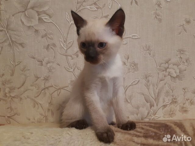Продам сиамского котенка