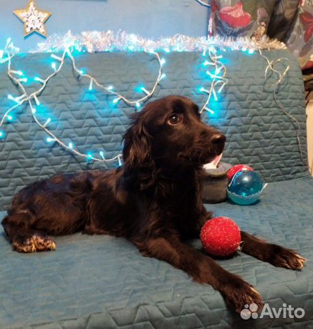 Лейла ищет дом