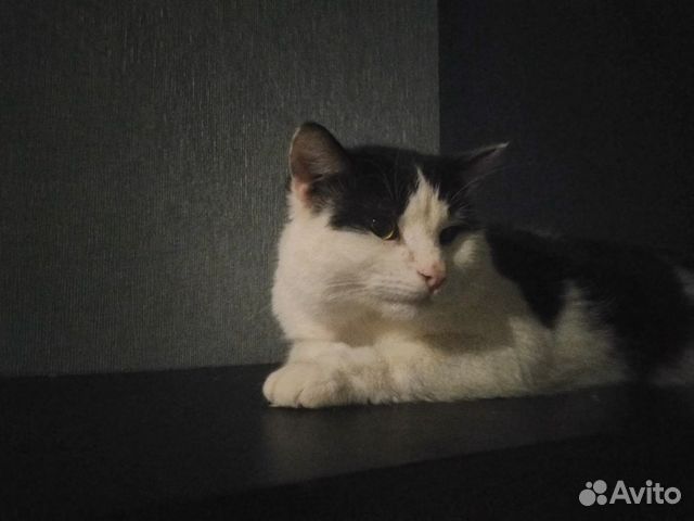 Кот Зевс. Полтора года. Бесплатно