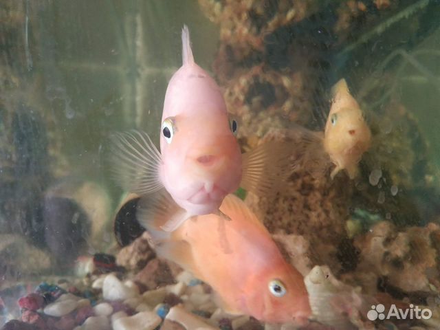 Цихлида рыба попугай