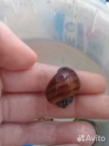 Улитка ампулярия и мелания