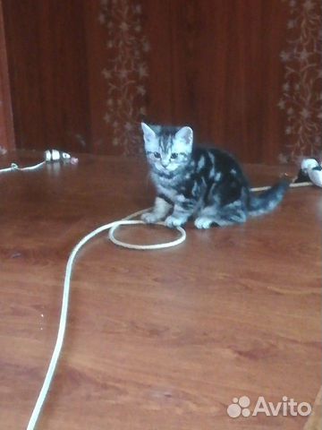 Котенок,Британский Скоттиш Страйт