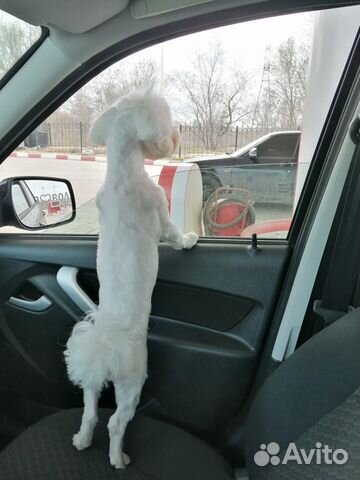 Вязка Болонка кобель