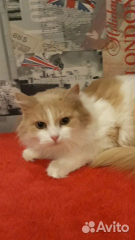 Ласковая и нежная молодая кошечка