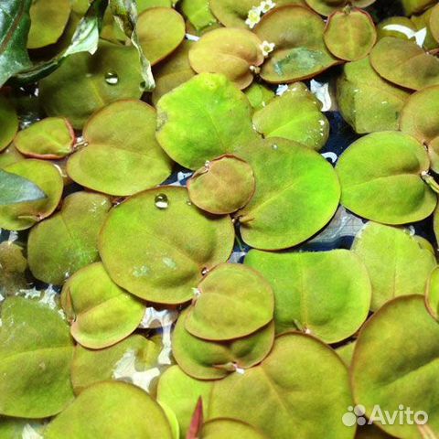 Филантус плавучий