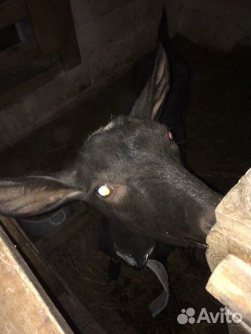 Коза альпонубийская