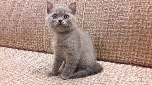 Продаю котенка британец