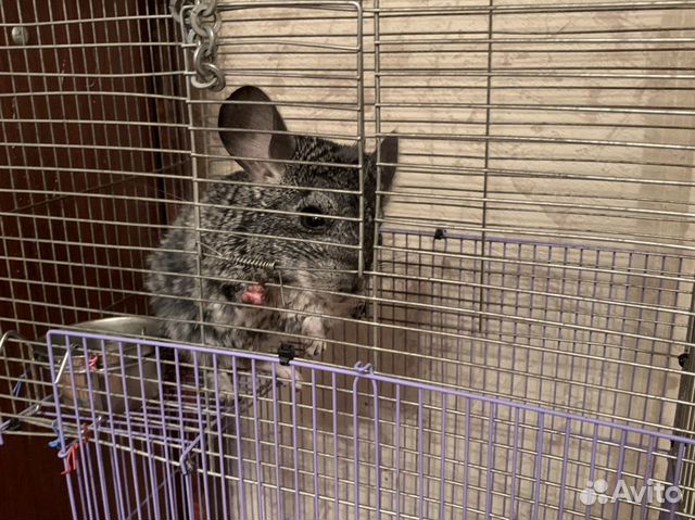 Продам шиншиллу,мальчик
