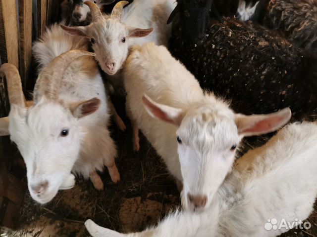Козлики живым весом