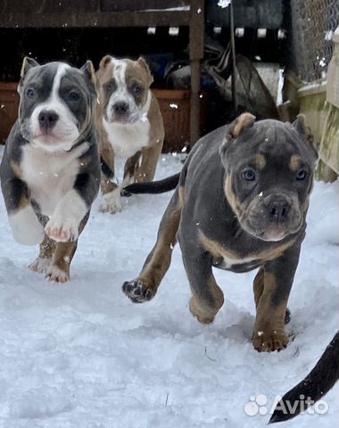 Щенки Американского булли
