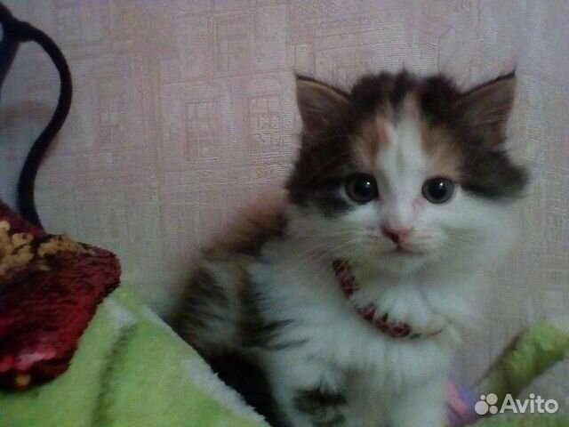 Котенок