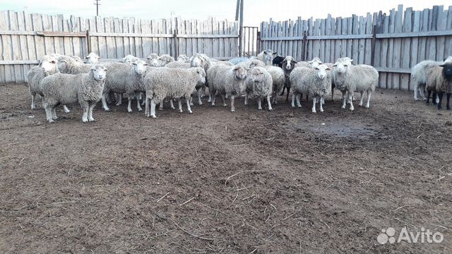 Жирные овцы на мясо