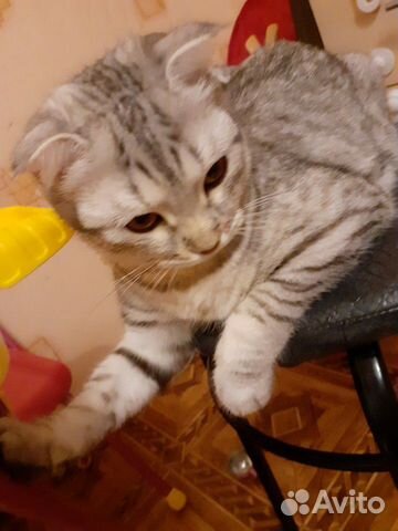 Кошка