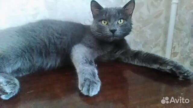 Кот в добрые руки