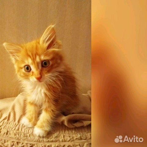 Котёнок Златочка