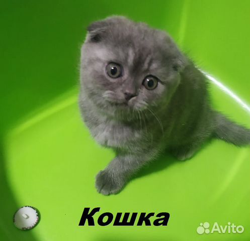 Шотландские вислоухие голубые котята