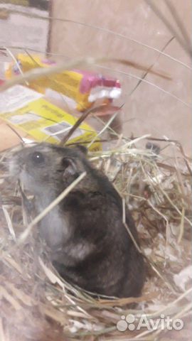 Хомяк джунгарик