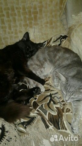 Потерялся кот