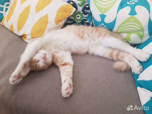 Котёнок Фрося 4месяца