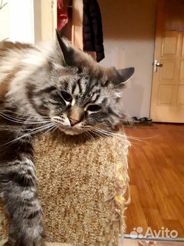 Кошка
