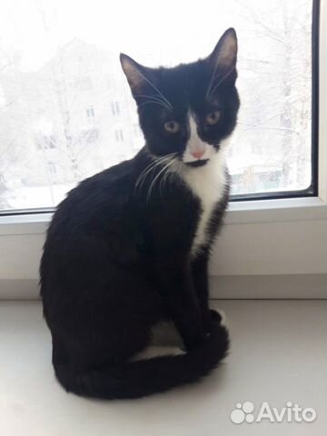 Котёнок, кошечка с белым животиком (котята, кошка