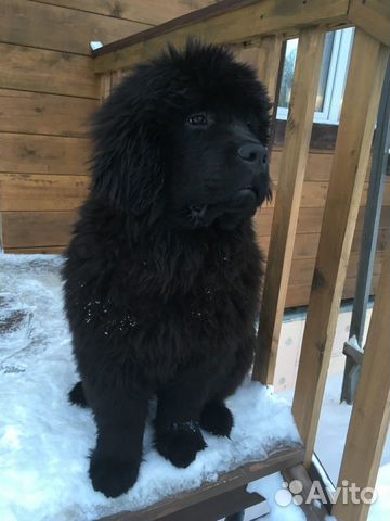 Ньюфаундленд щенок