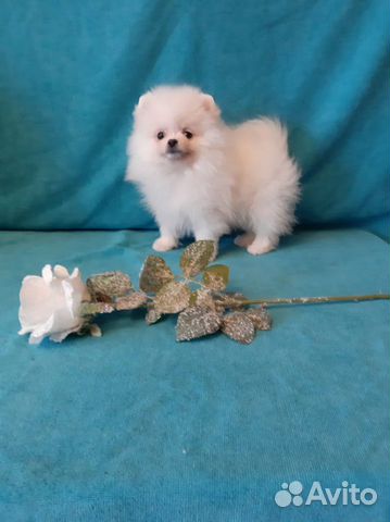 Белоснежные щенки померанского шпица