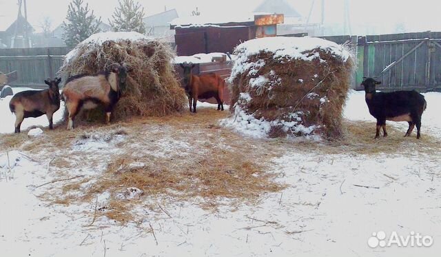 Племенной козёл Чешской породы