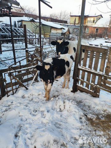 Корова 1 год