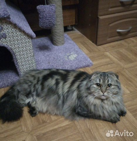Вязка кошечка Скоттиш Фолд Хайленд
