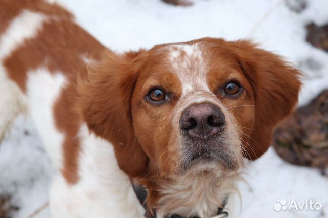 Эпаньоль Бритон