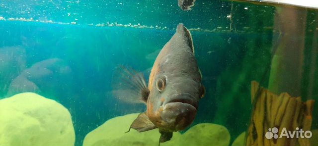 Рыбки Астронотус